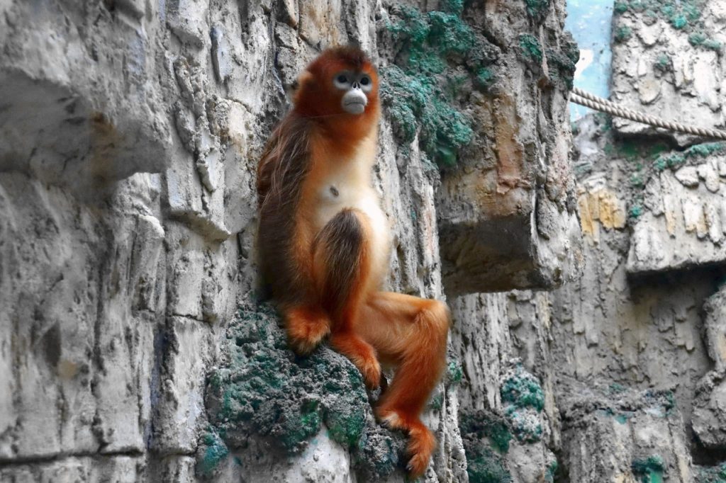 Female golden snub-nosed monkey in Seac Pai Van Park passes away from ...